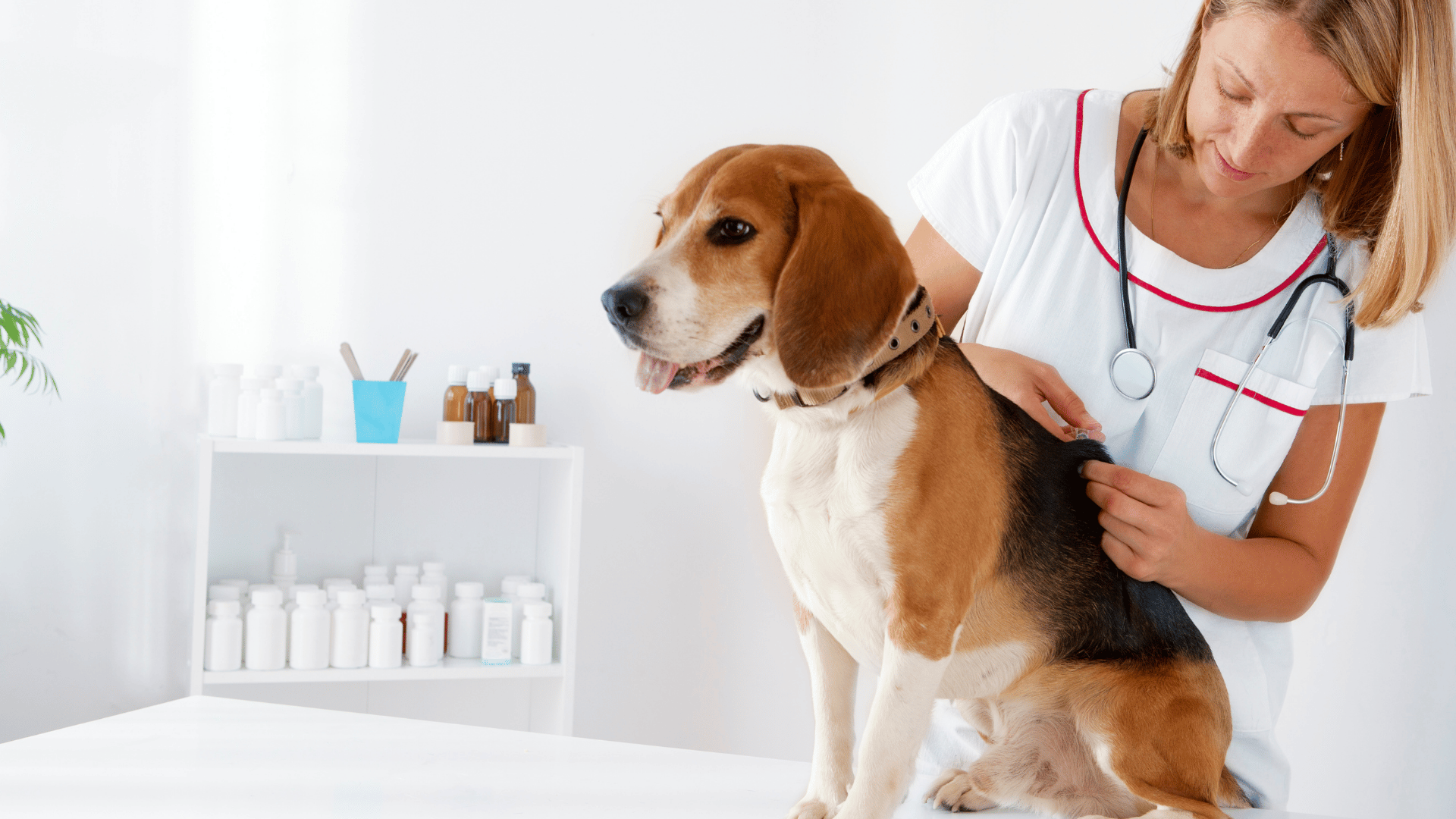 Pet Core & Rabies Vaccine Titers In Livonia, MI | Unleashed Pet Care